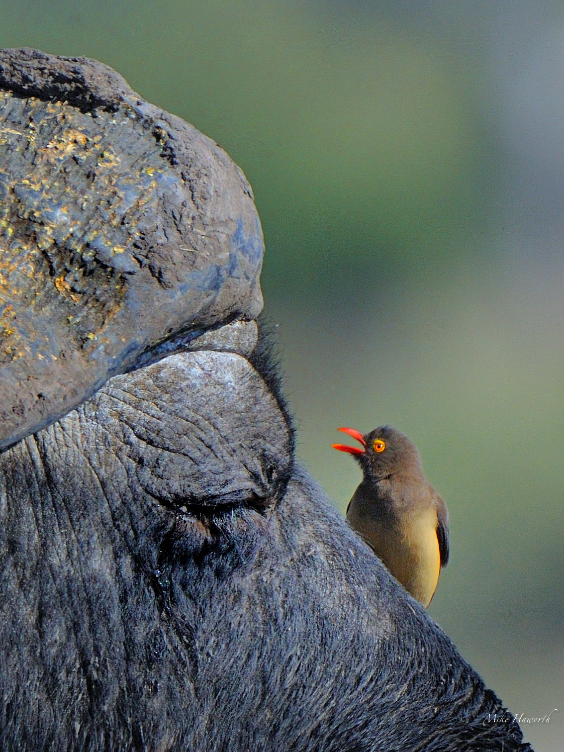 Buffalo 003 | Howie's Wildlife Images