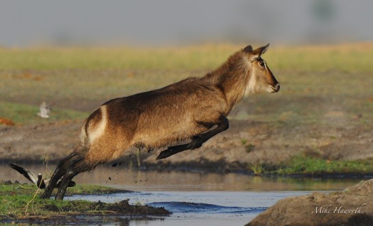 Waterbuck | Howie's Wildlife Images