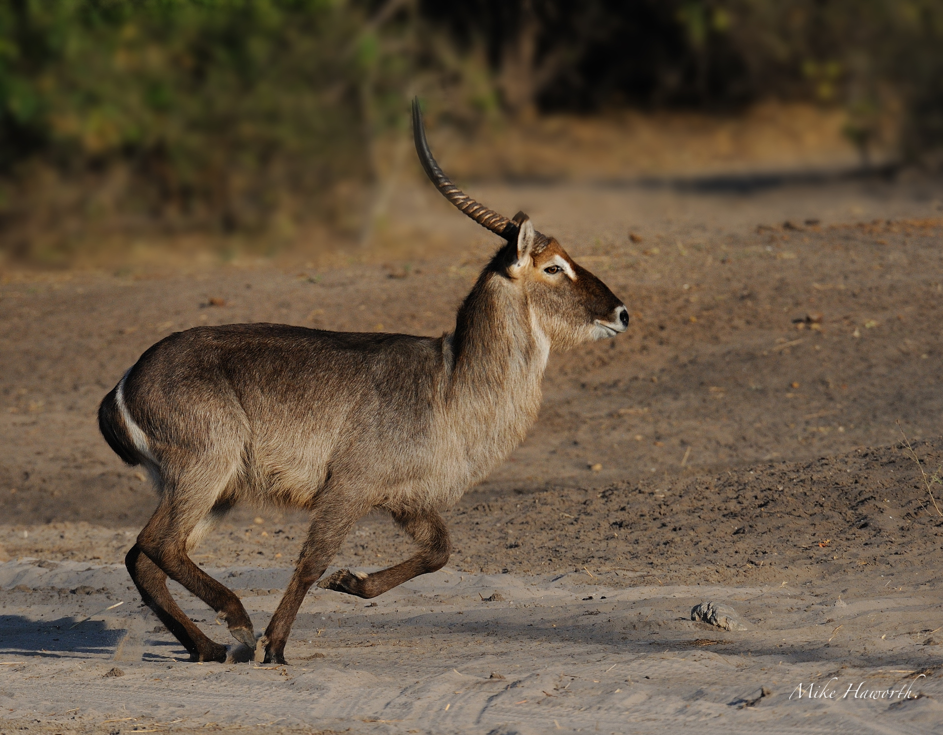 Waterbuck | Howie's Wildlife Images