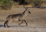 Waterbuck | Howie's Wildlife Images