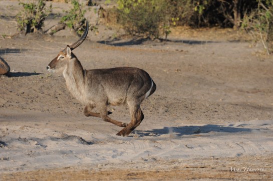 Waterbuck | Howie's Wildlife Images