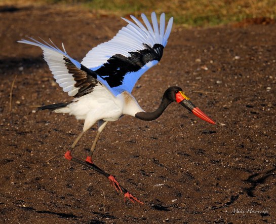 Storks and Spoonbills | Howie's Wildlife Images