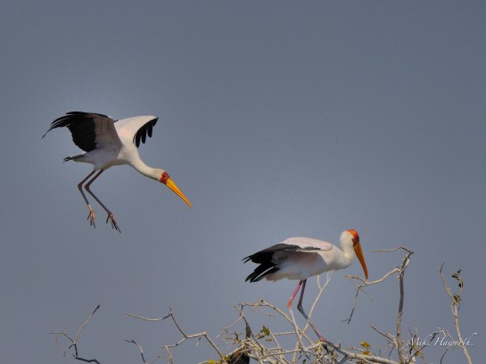 Storks and Spoonbills | Howie's Wildlife Images