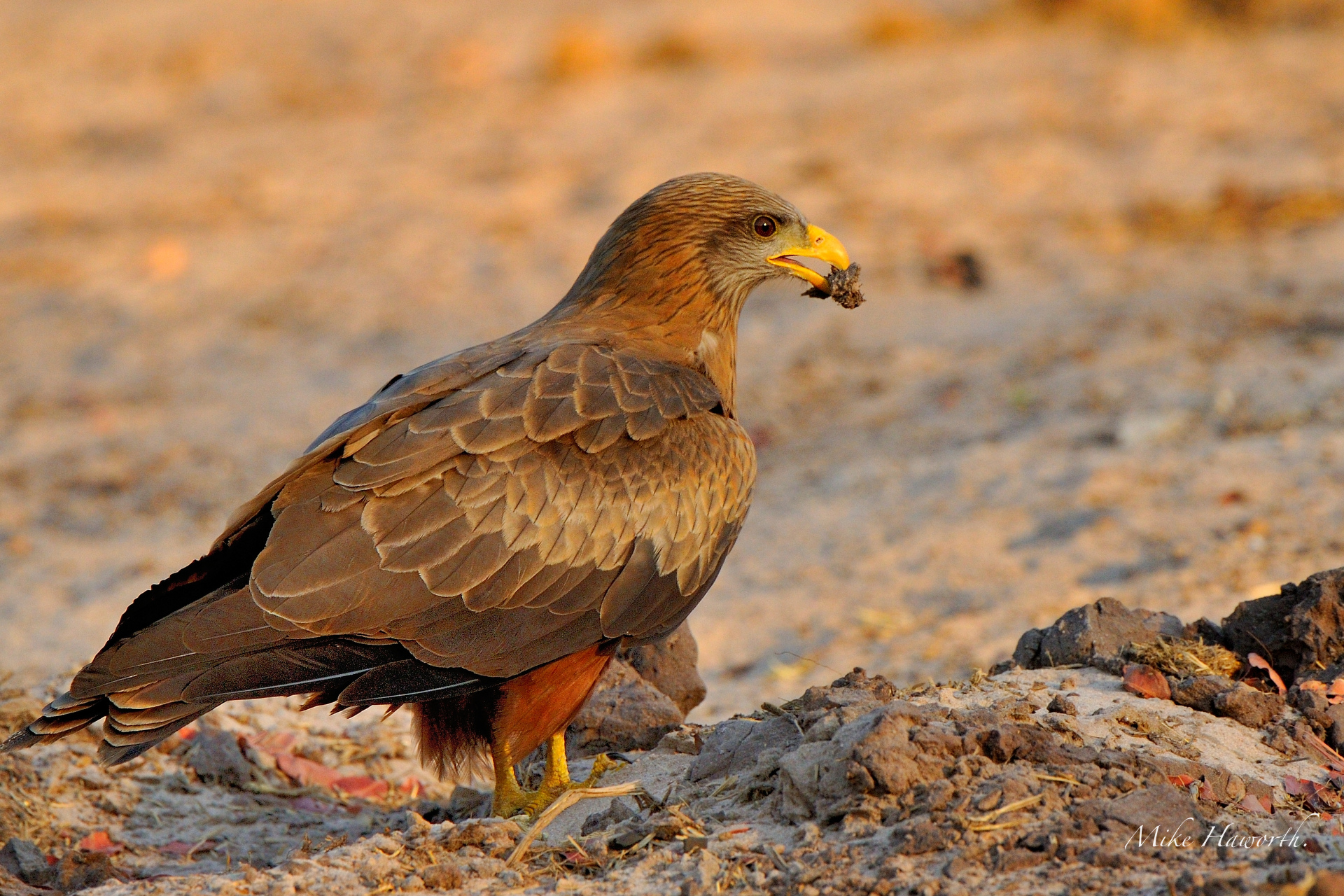 Kites and Kestrels | Howie's Wildlife Images