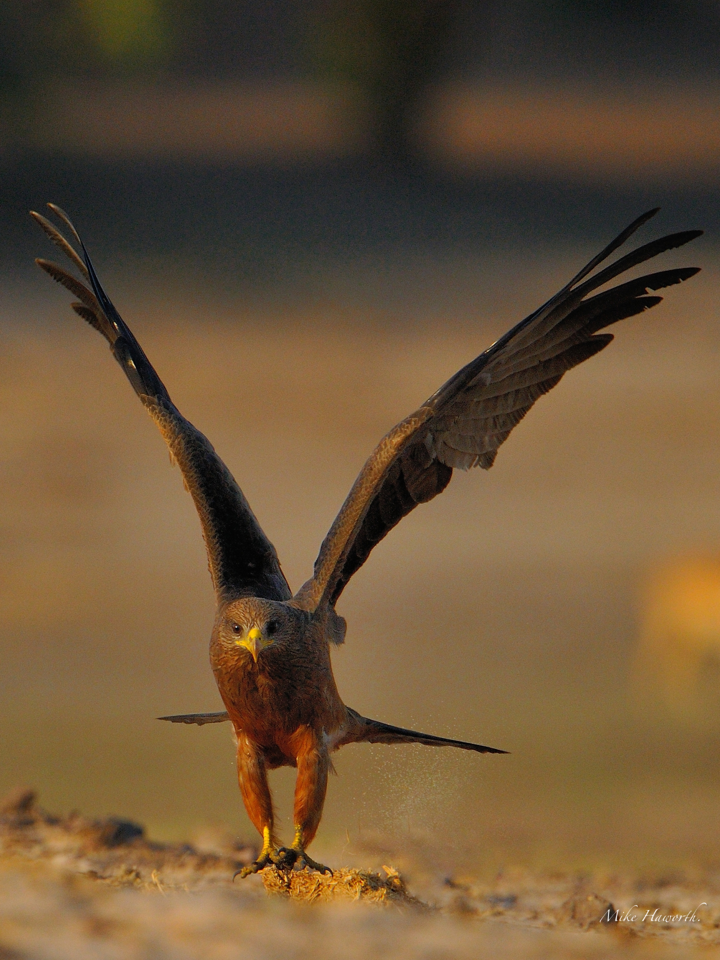 Kites and Kestrels | Howie's Wildlife Images