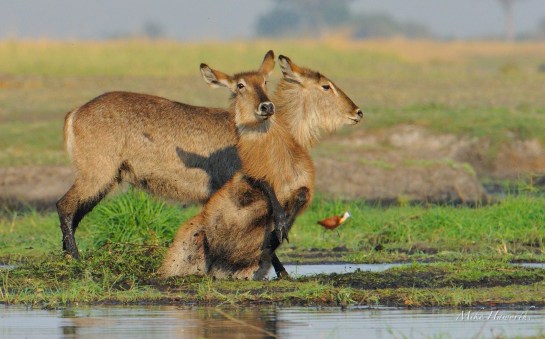 Waterbuck | Howie's Wildlife Images