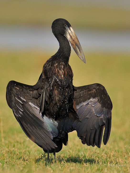 Storks and Spoonbills | Howie's Wildlife Images