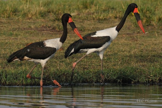 Storks and Spoonbills | Howie's Wildlife Images