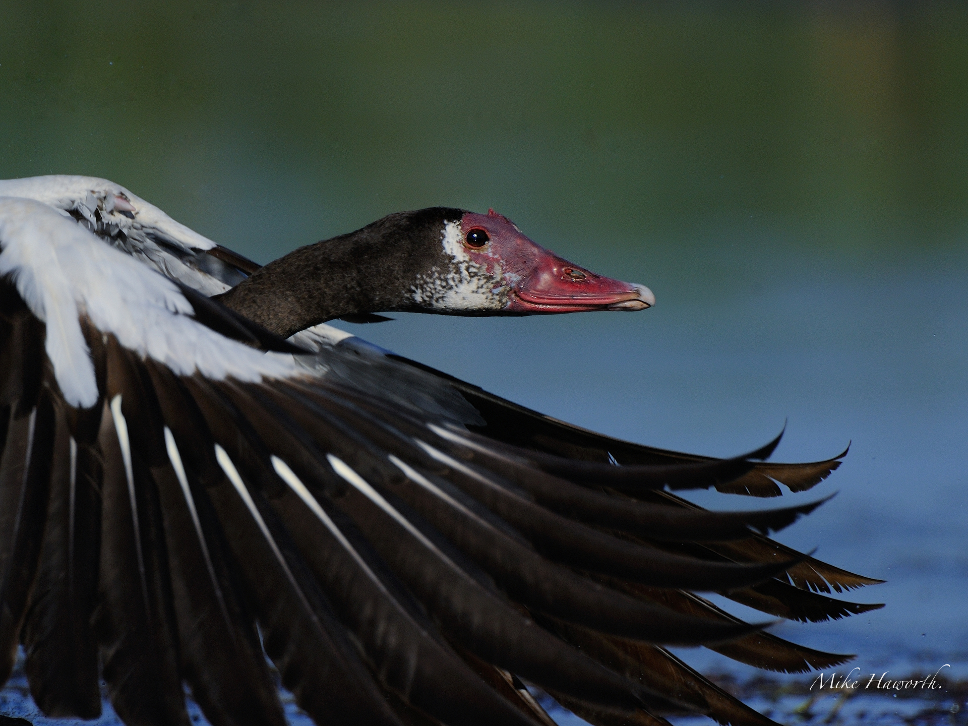 Geese | Howie's Wildlife Images