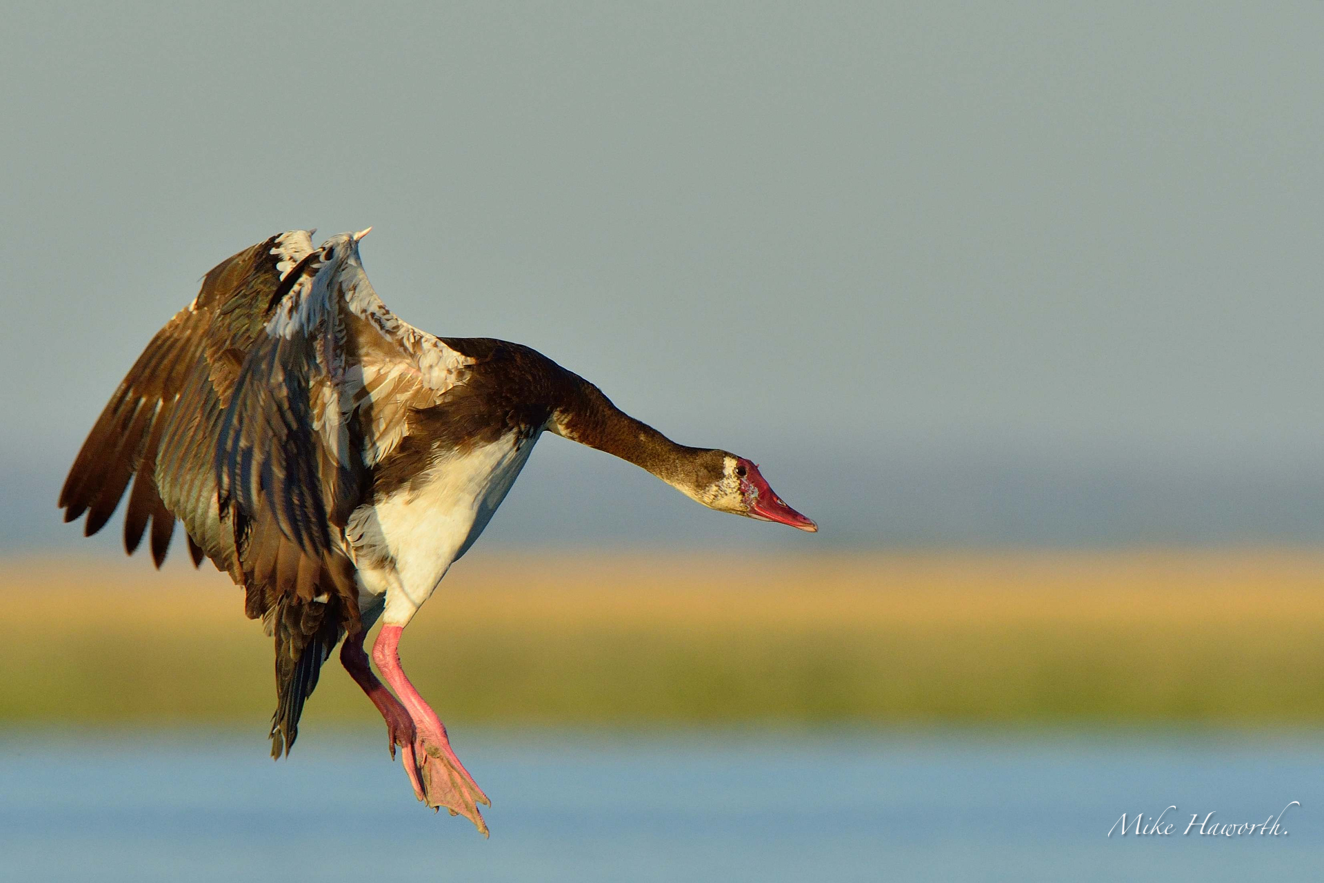 Geese | Howie's Wildlife Images