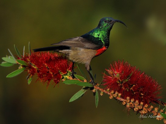 Sunbirds | Howie's Wildlife Images