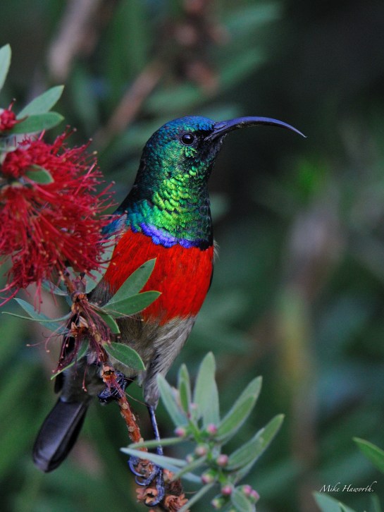 Sunbirds | Howie's Wildlife Images