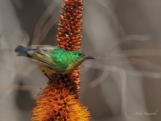Sunbirds | Howie's Wildlife Images