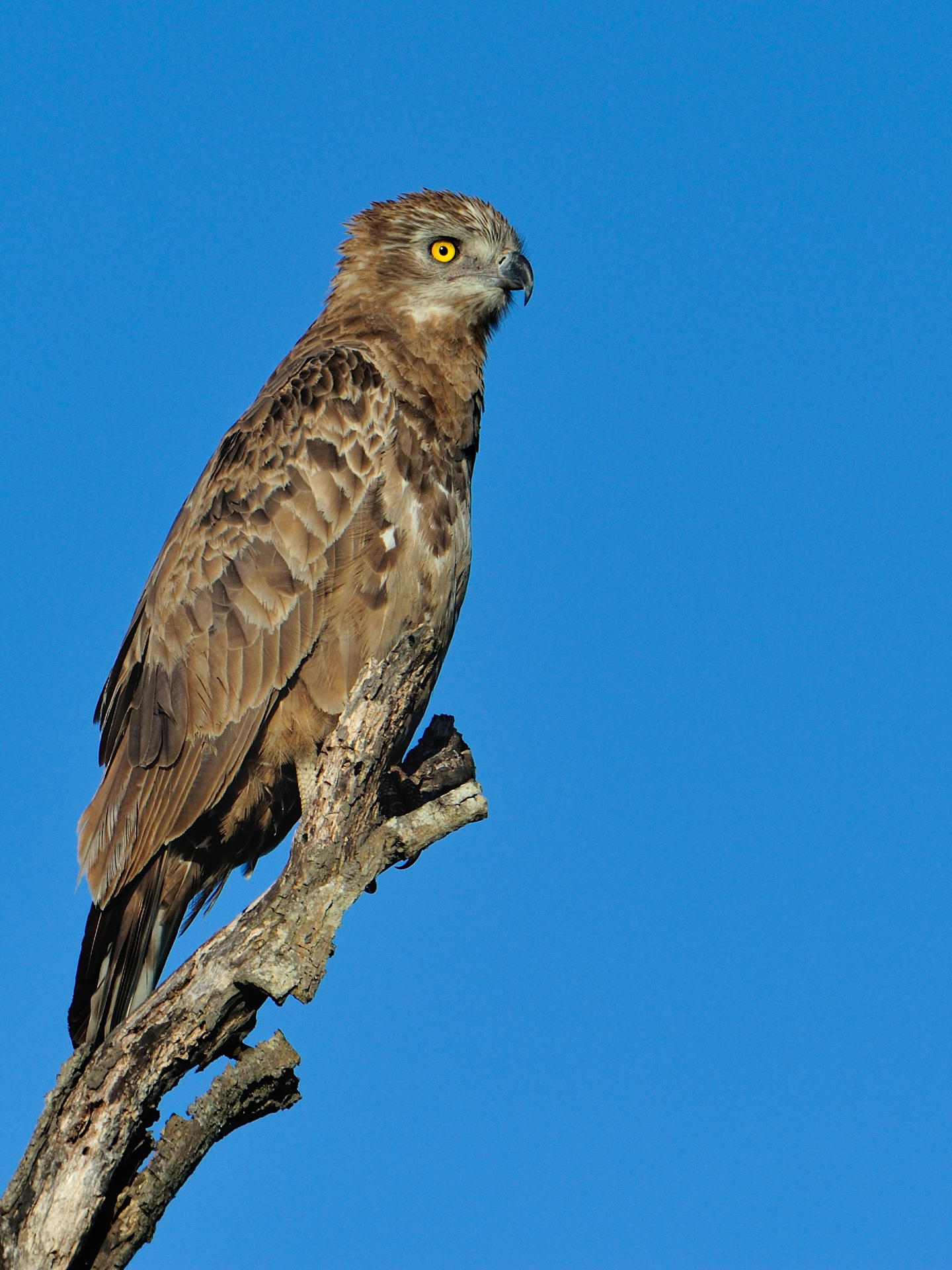 Snake-Eagles | Howie's Wildlife Images