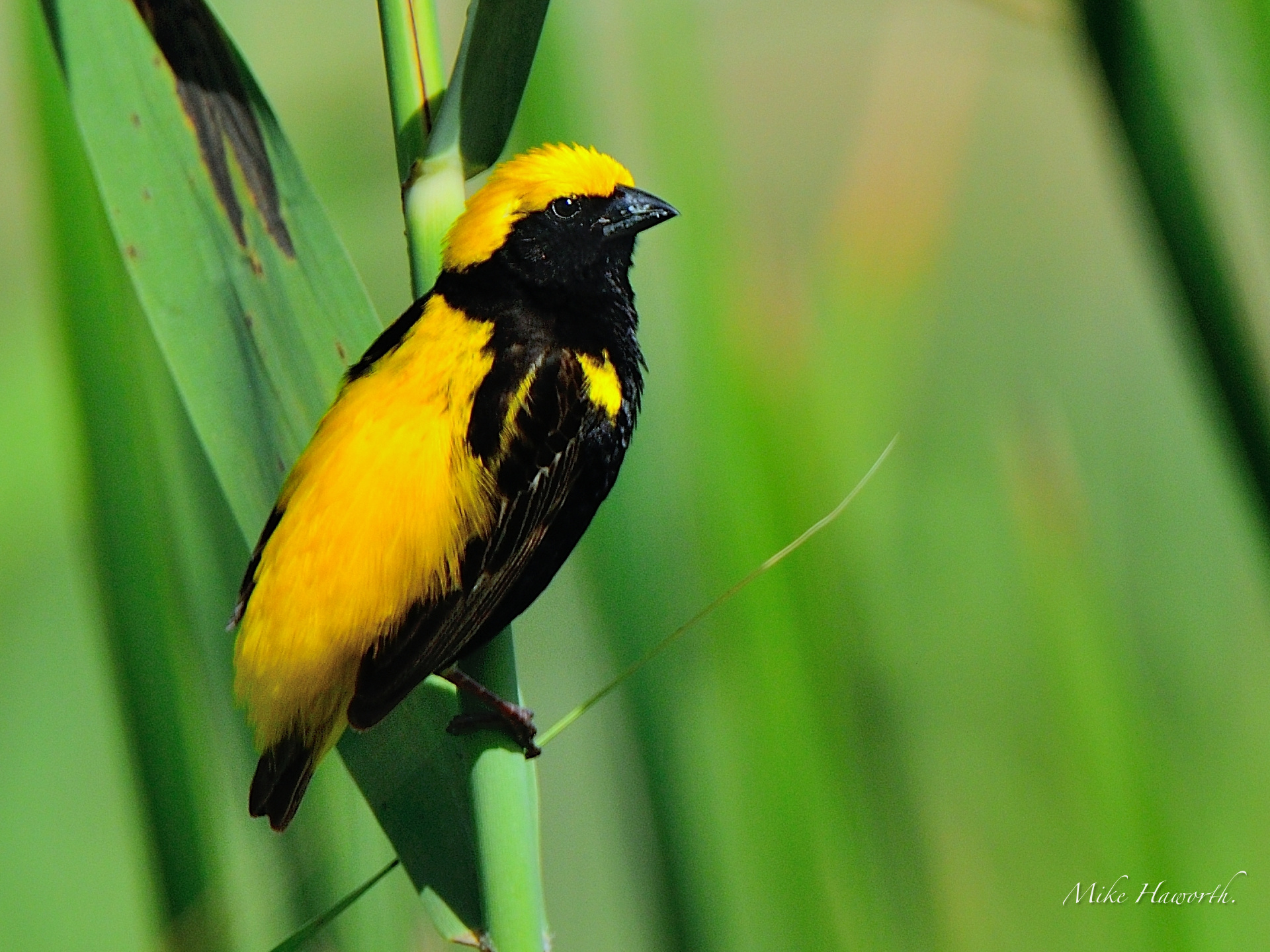 December | 2012 | Howie's Wildlife Images