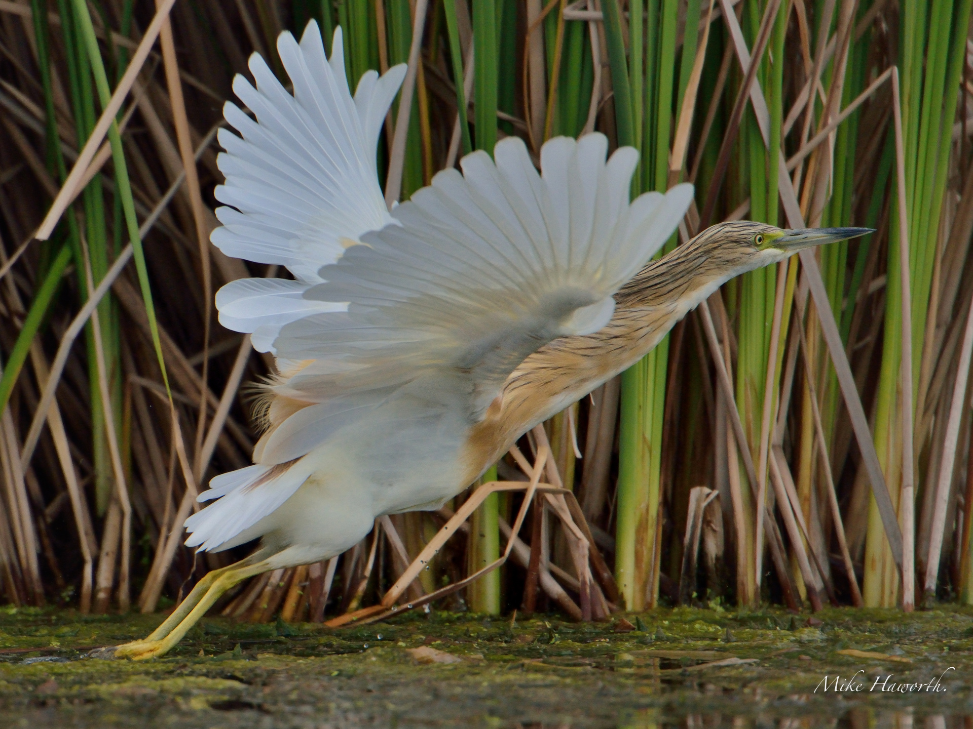 December | 2012 | Howie's Wildlife Images