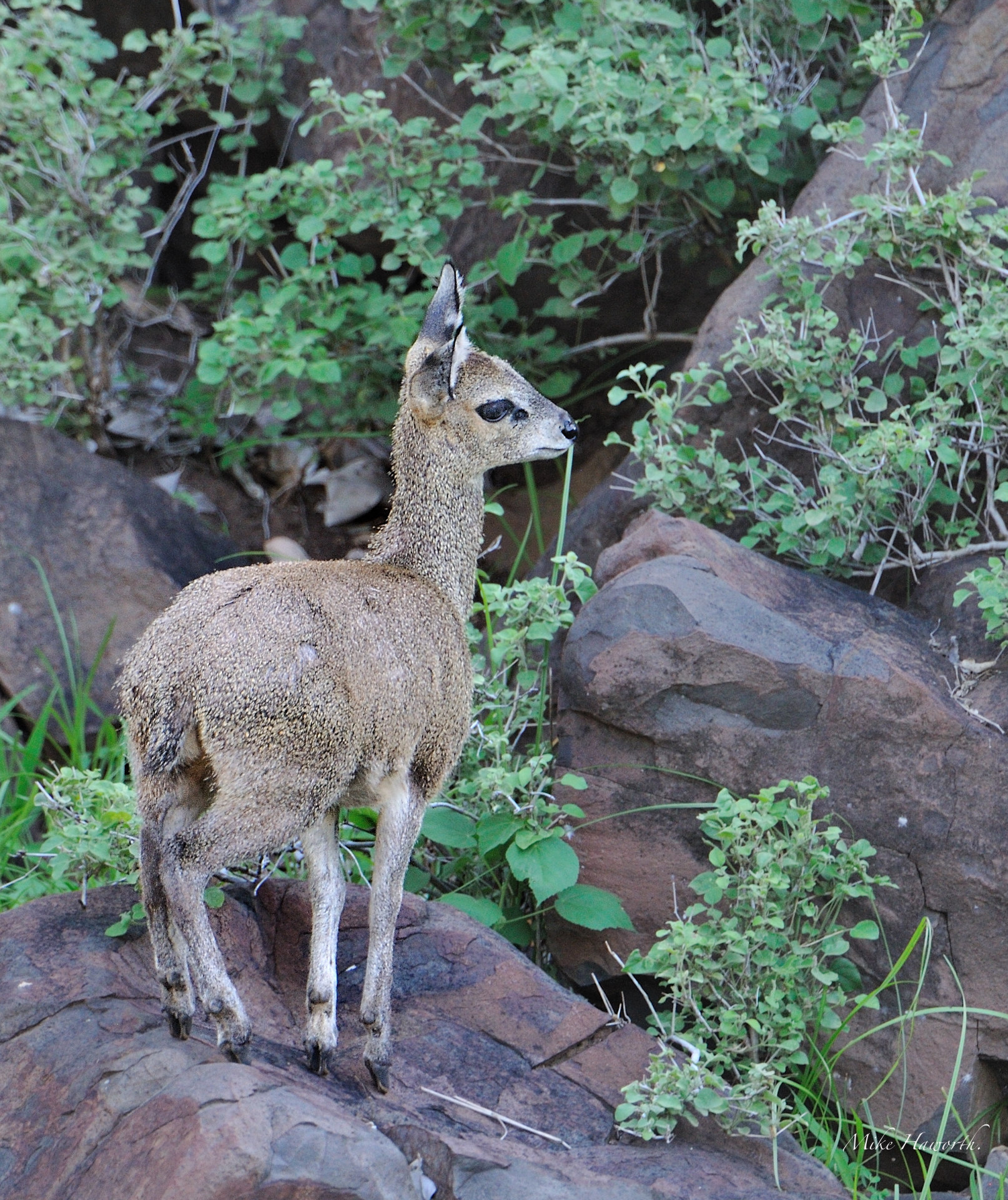 Klipspringer | Howie's Wildlife Images