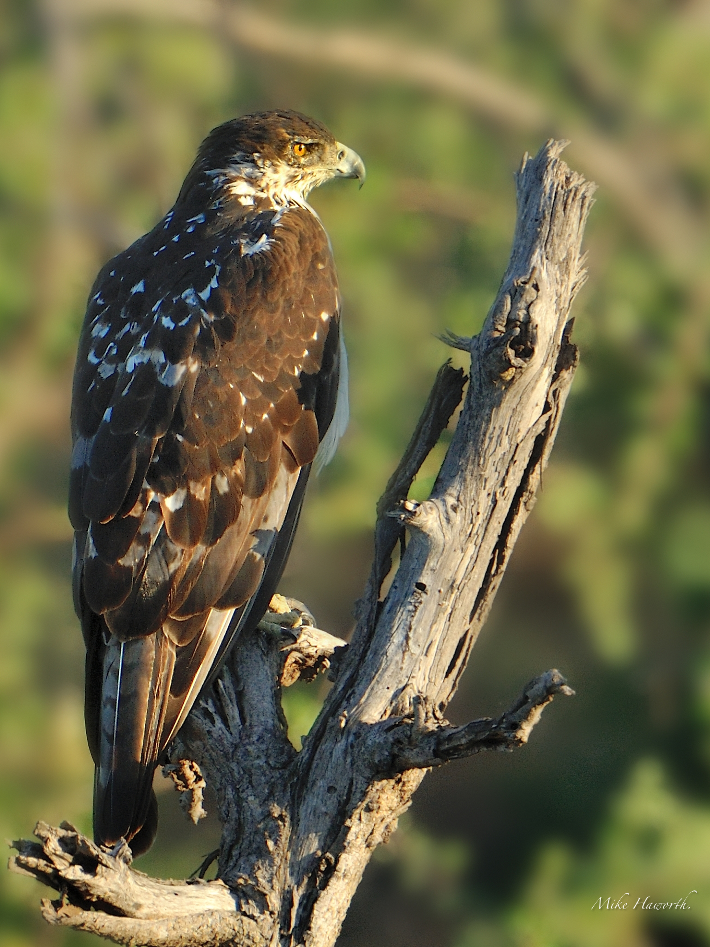 Hawk-eagles | Howie's Wildlife Images
