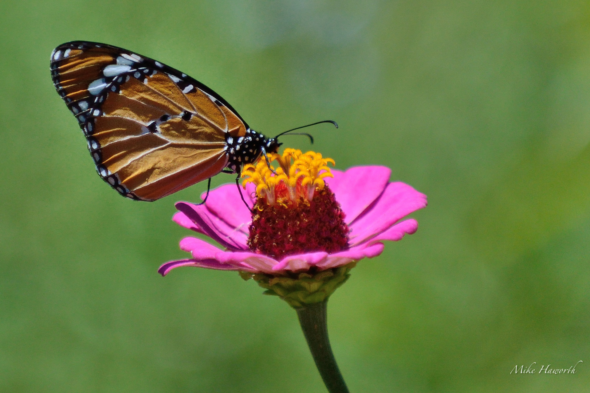 Butterflies | Howie's Wildlife Images