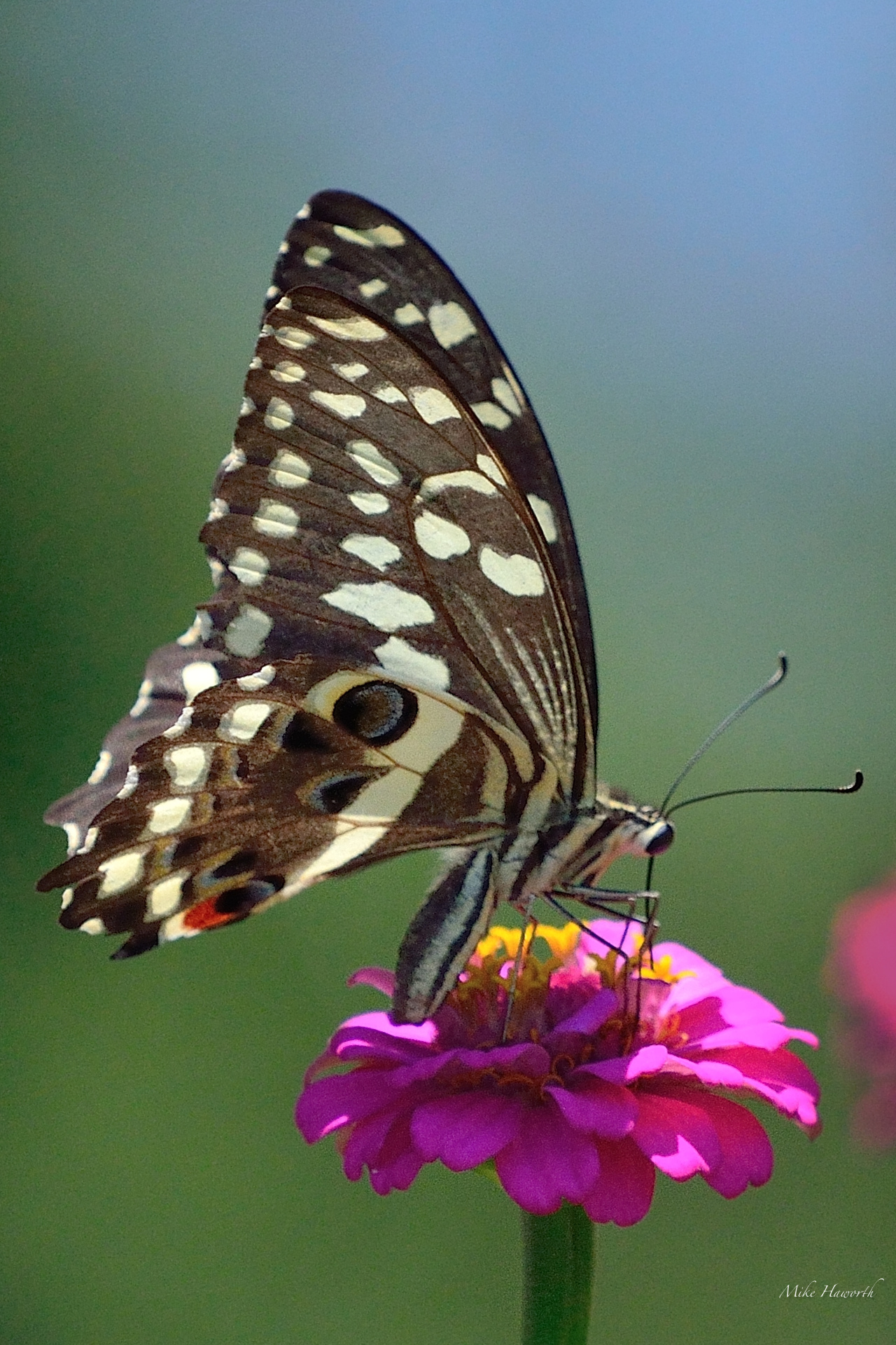 Butterflies | Howie's Wildlife Images