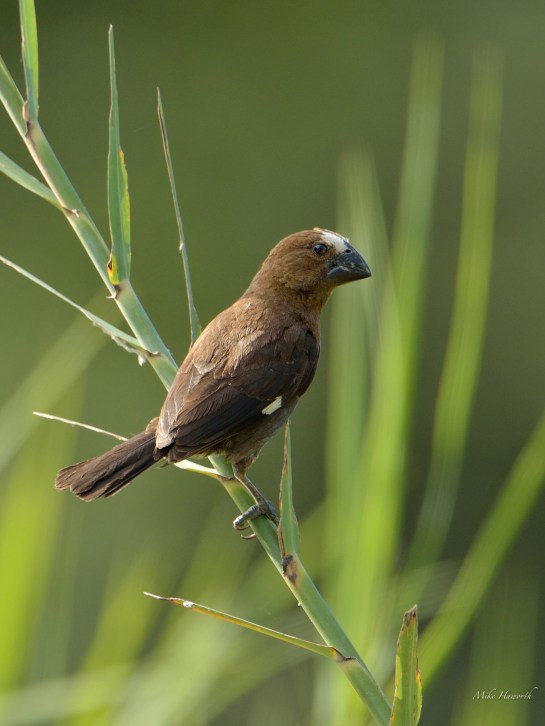 Weavers, Sparrow-Weavers and Buffalo-Weavers | Howie's Wildlife Images