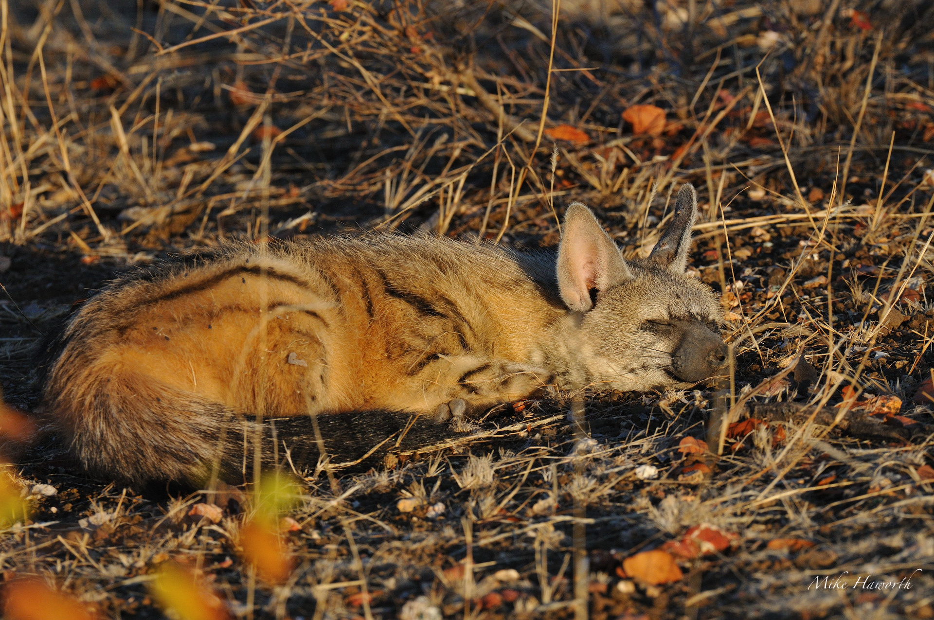 Aardwolf | Howie's Wildlife Images