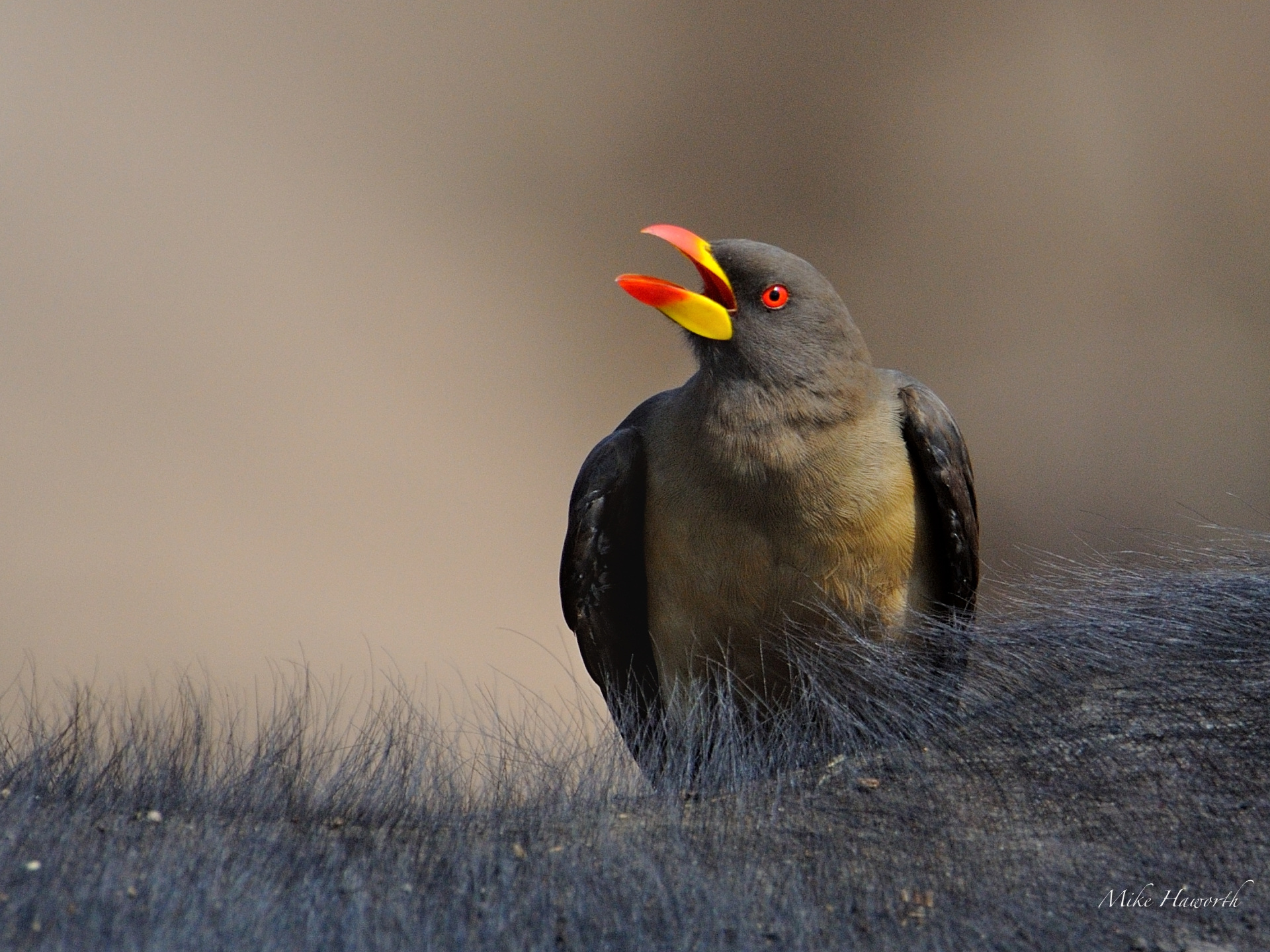 Oxpeckers | Howie's Wildlife Images