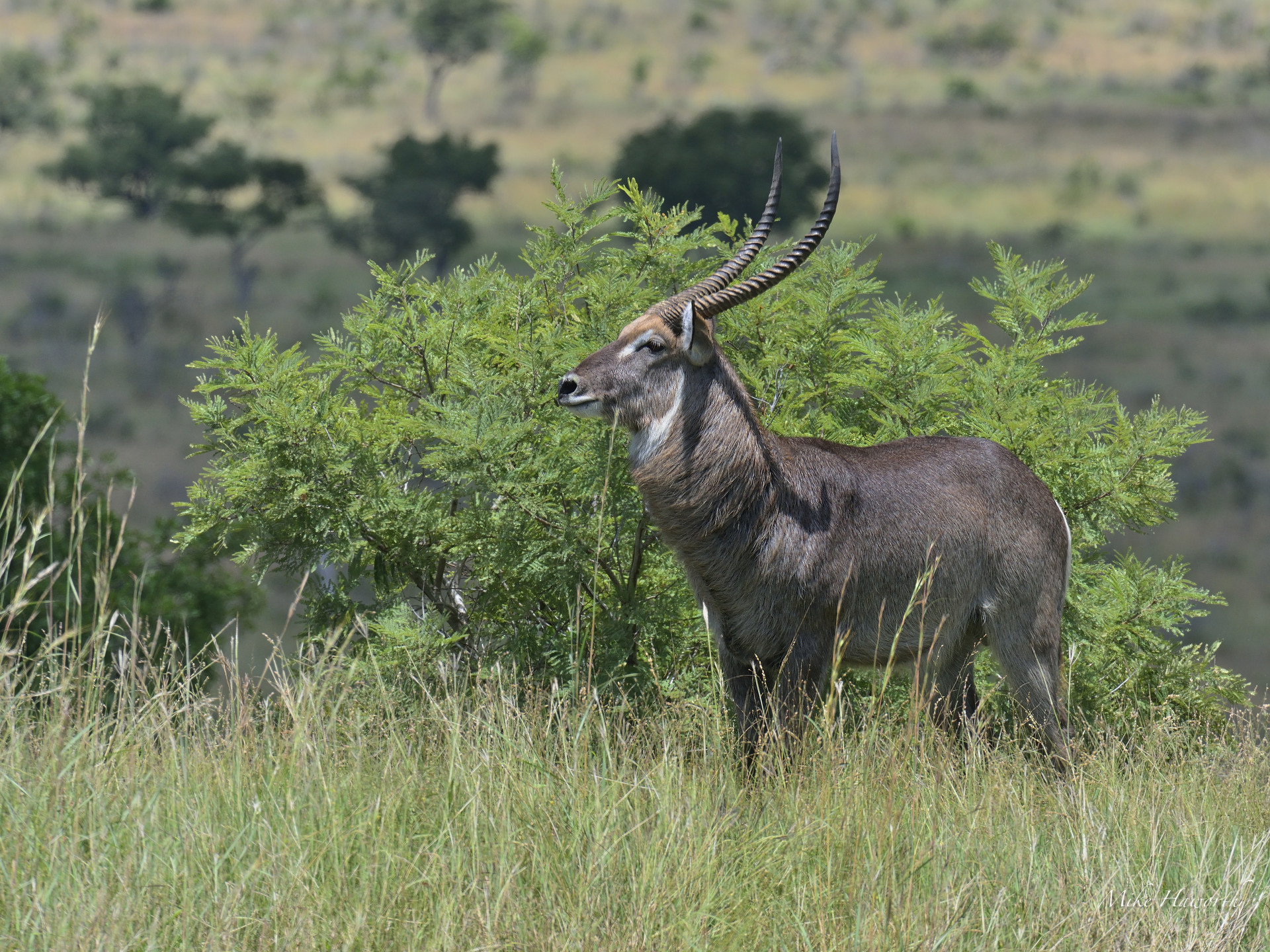 Waterbuck | Howie's Wildlife Images
