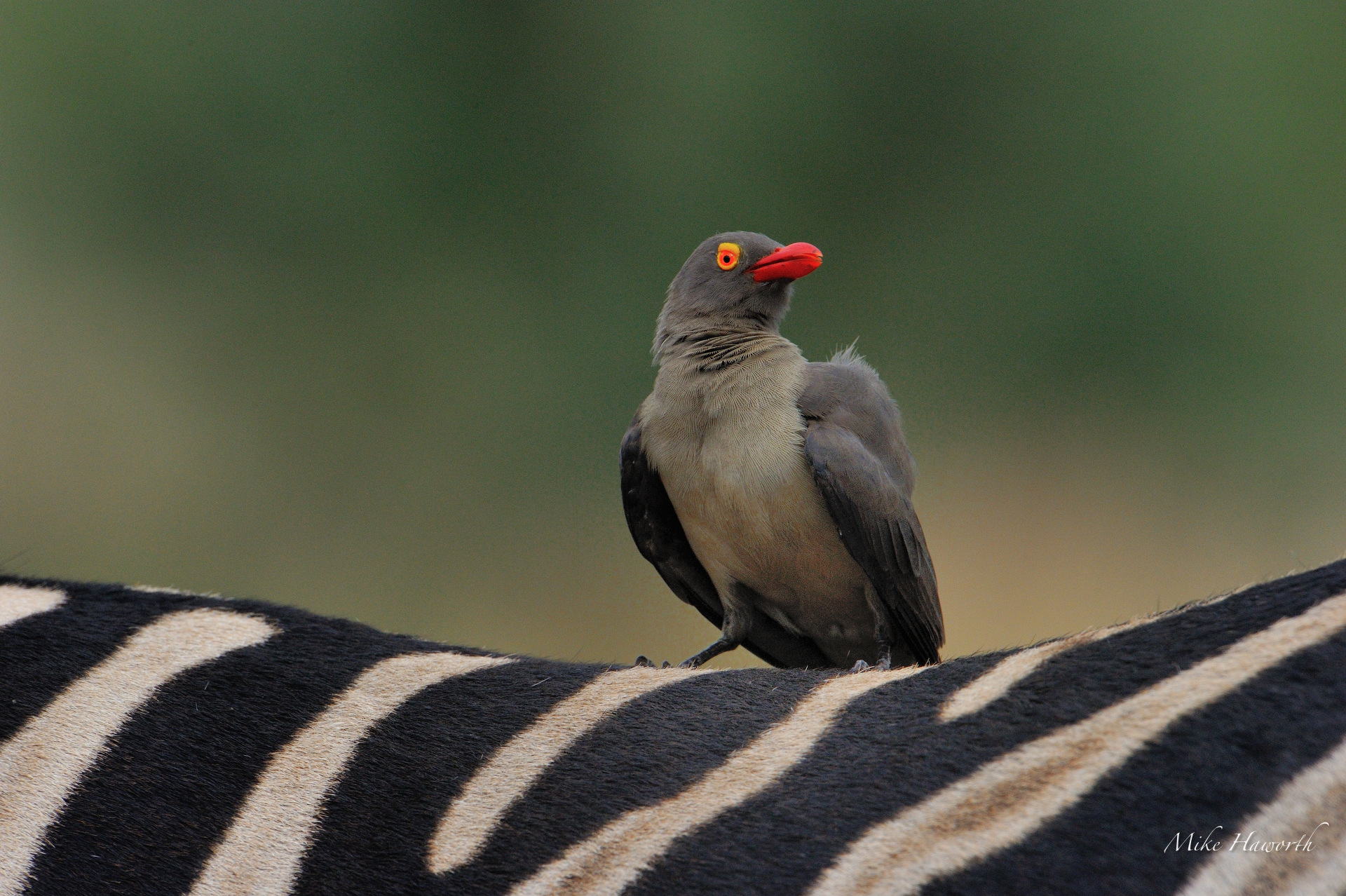Oxpeckers | Howie's Wildlife Images