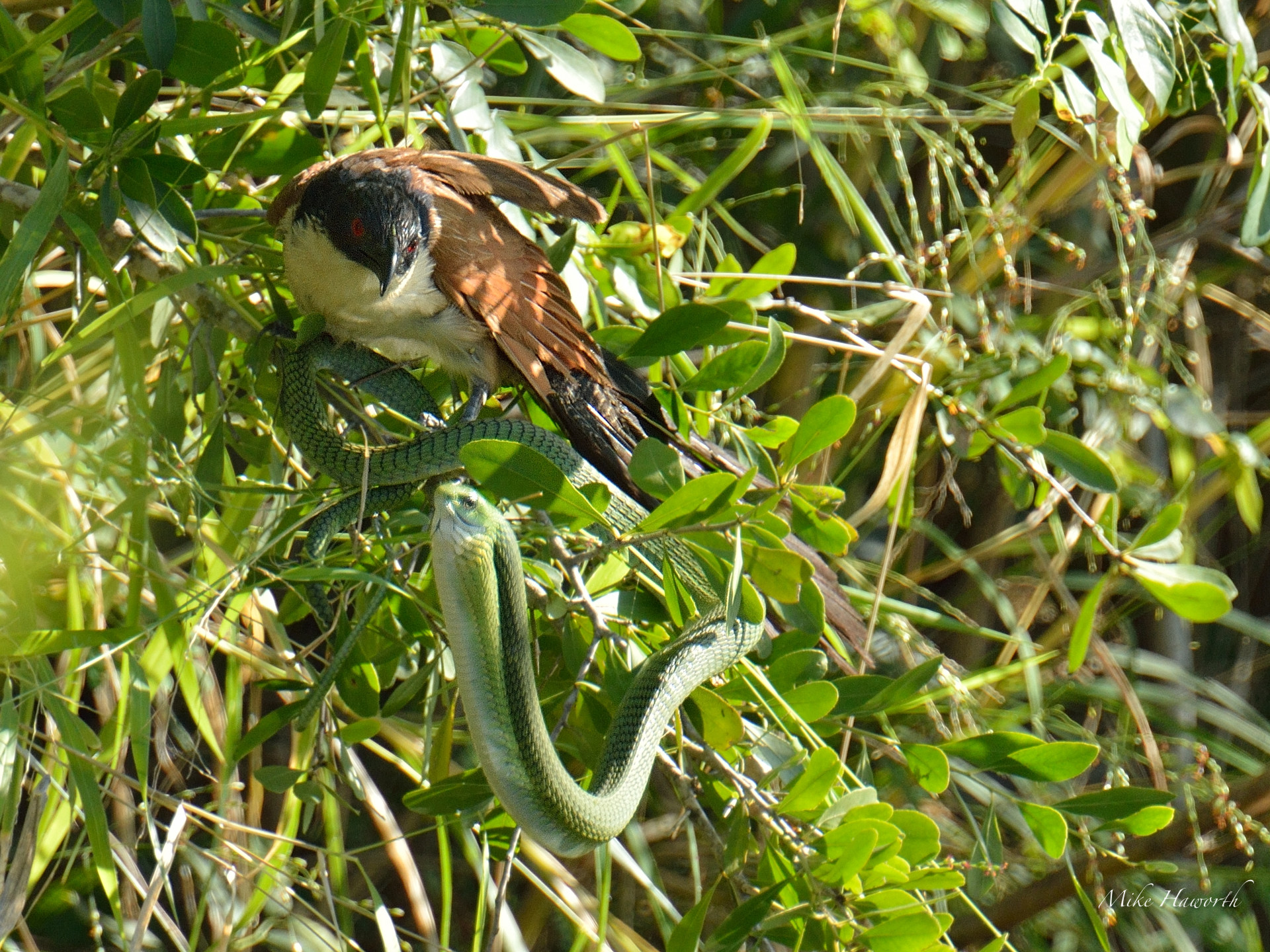 Snakes | Howie's Wildlife Images