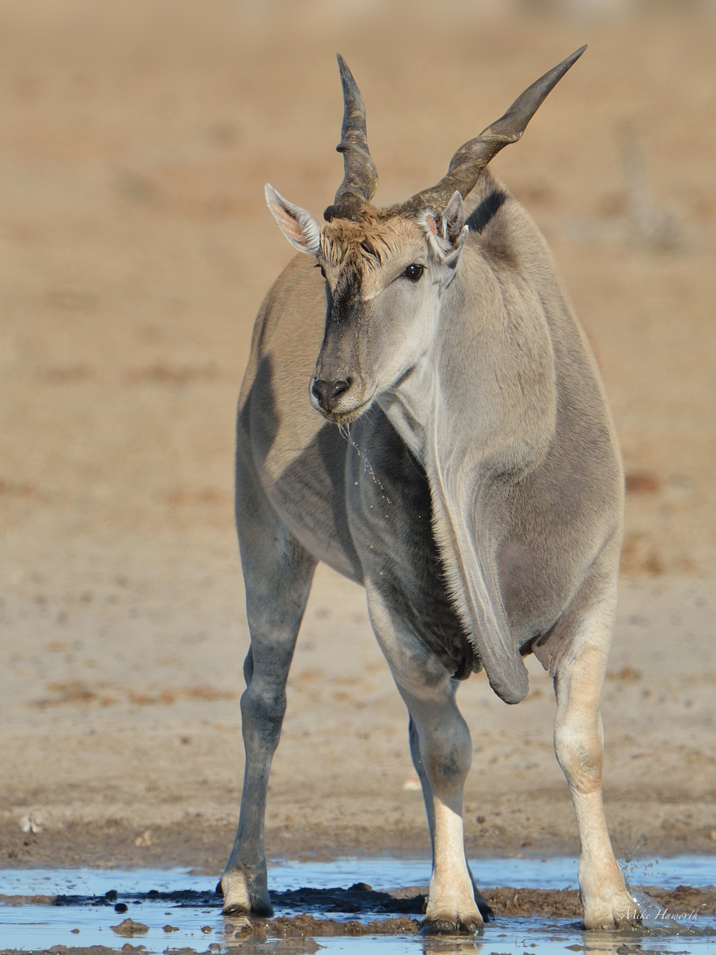 Eland | Howie's Wildlife Images