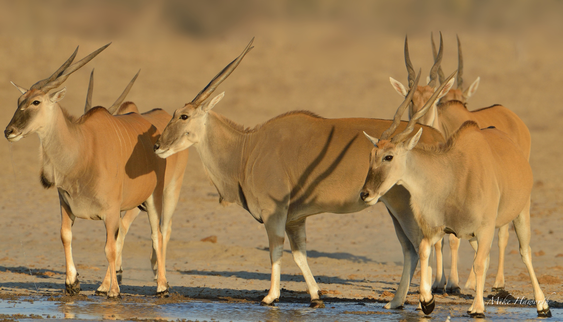Eland | Howie's Wildlife Images