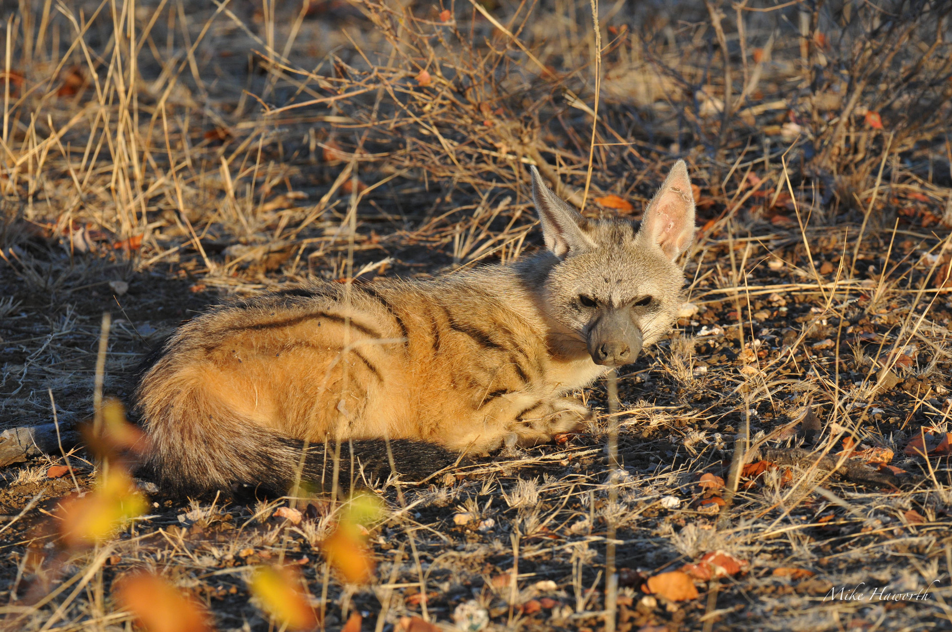 Aardwolf | Howie's Wildlife Images