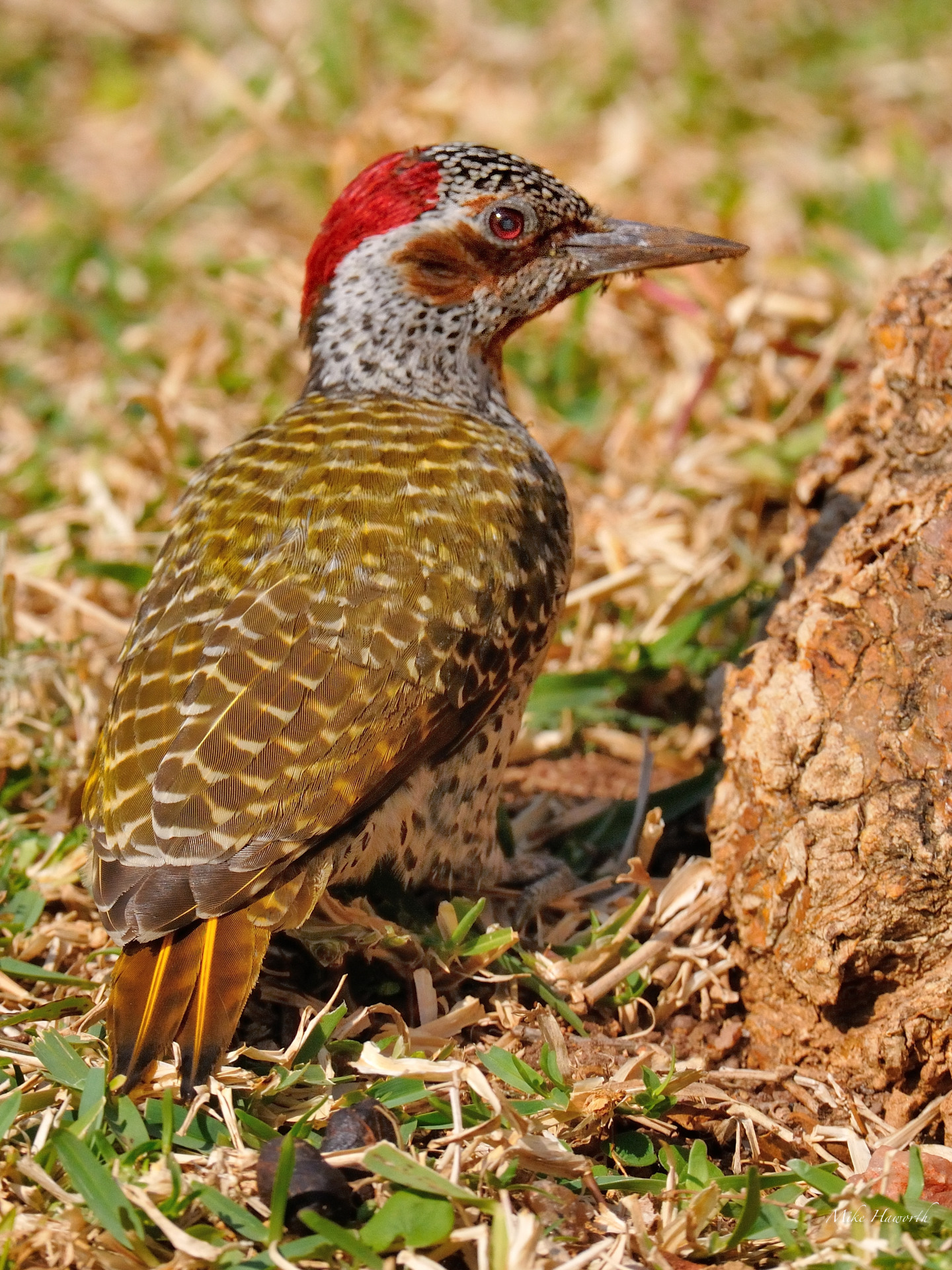 Woodpeckers | Howie's Wildlife Images