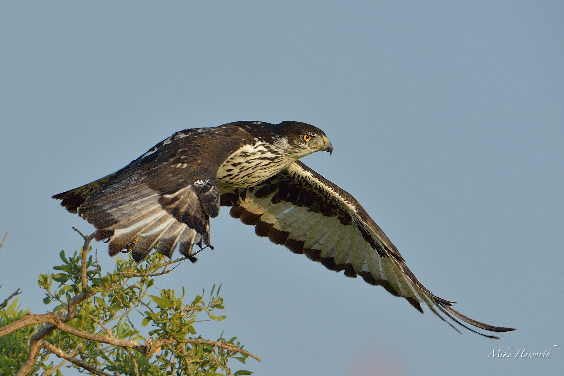 Hawk-eagles | Howie's Wildlife Images