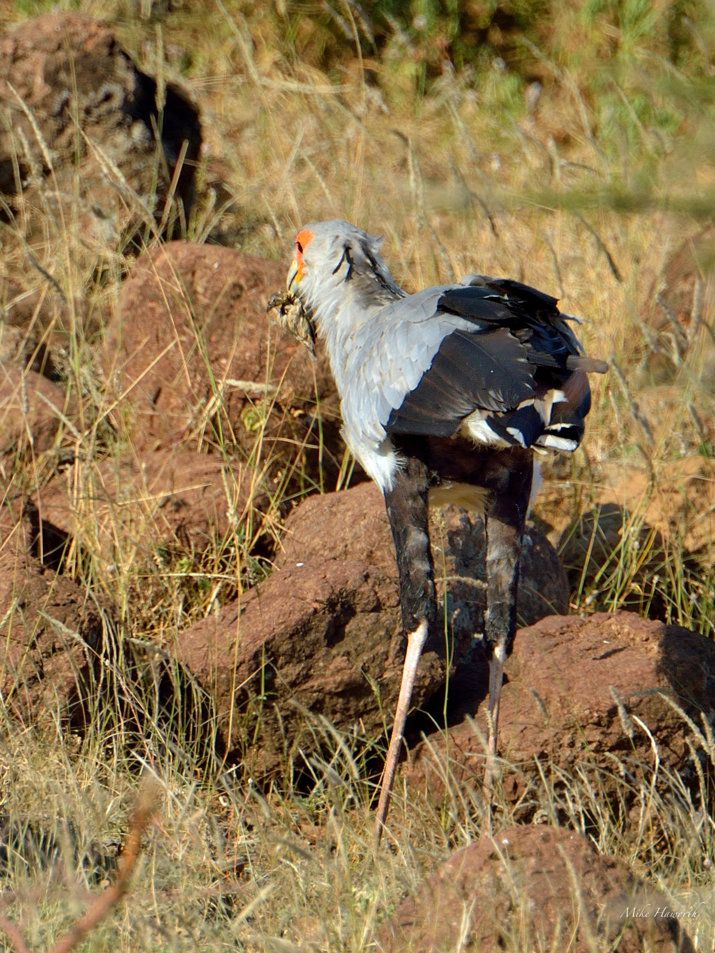 Secretary Birds | Howie's Wildlife Images