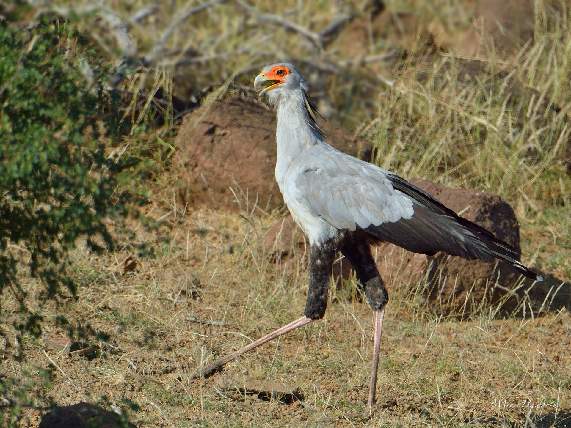 Secretary Birds | Howie's Wildlife Images