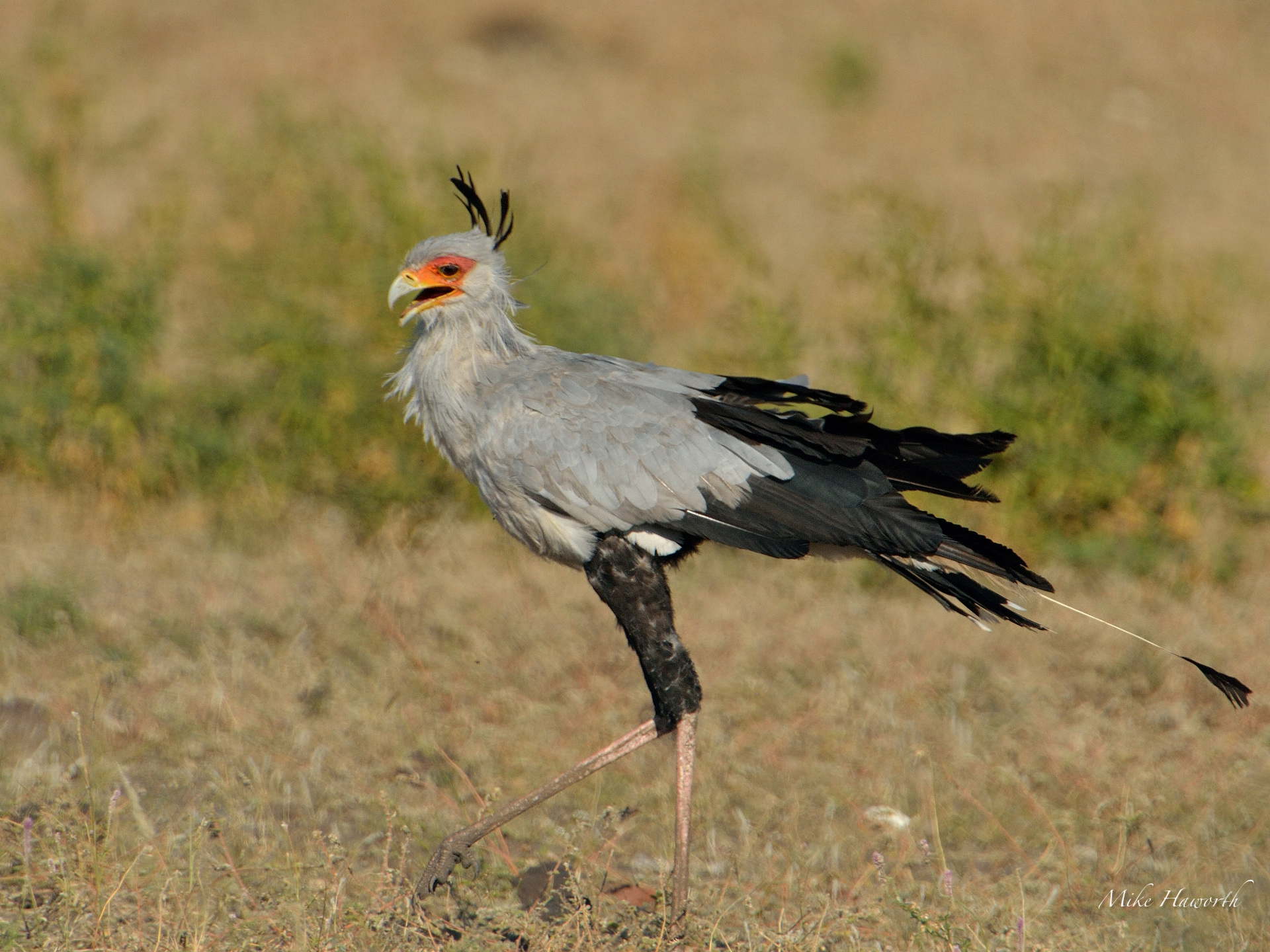 Secretary Birds | Howie's Wildlife Images