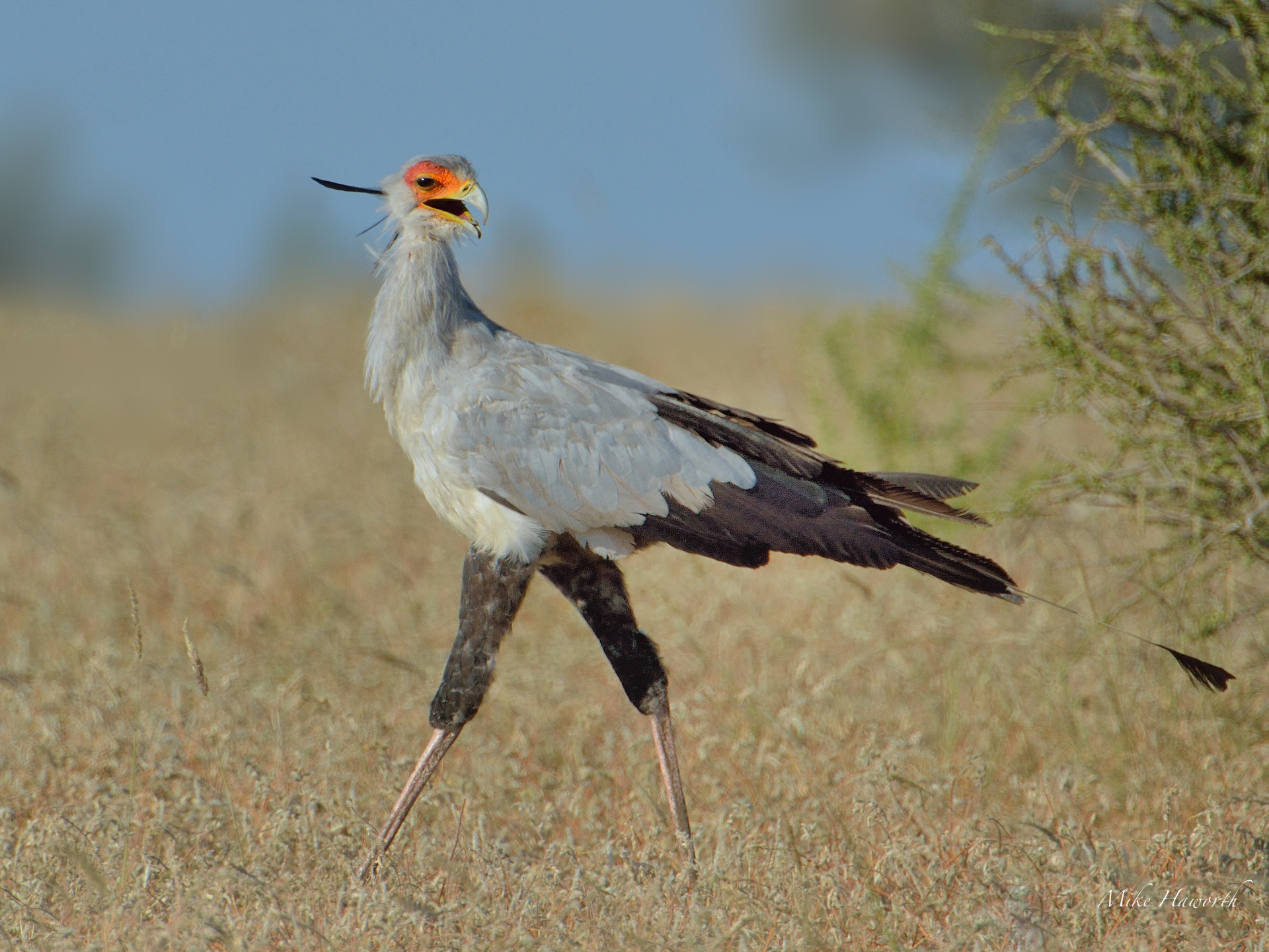 Secretary Birds | Howie's Wildlife Images