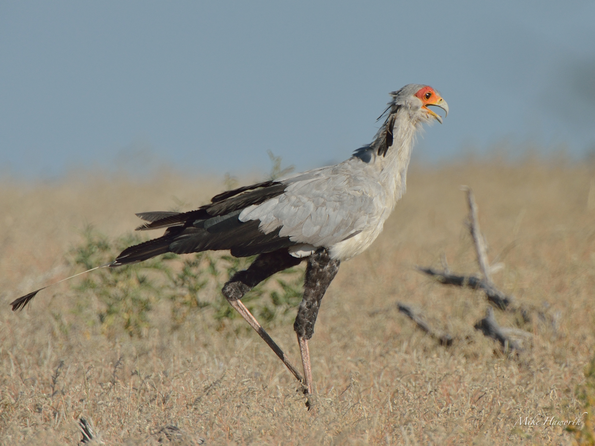 Secretary Birds | Howie's Wildlife Images