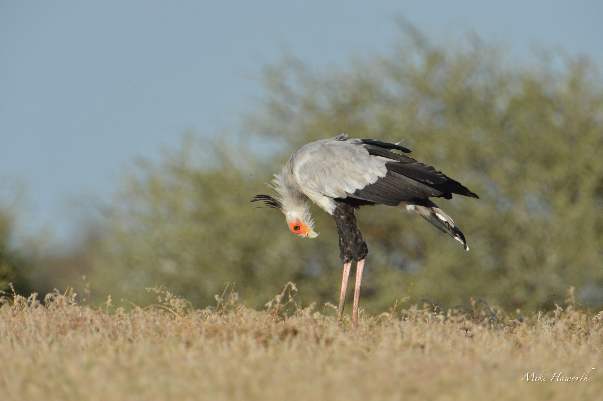 Secretary Birds | Howie's Wildlife Images