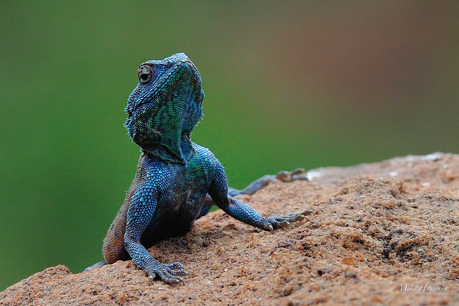 Lizards | Howie's Wildlife Images