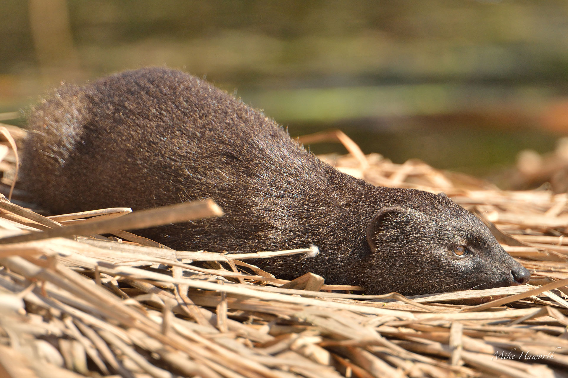 Mongooses | Howie's Wildlife Images