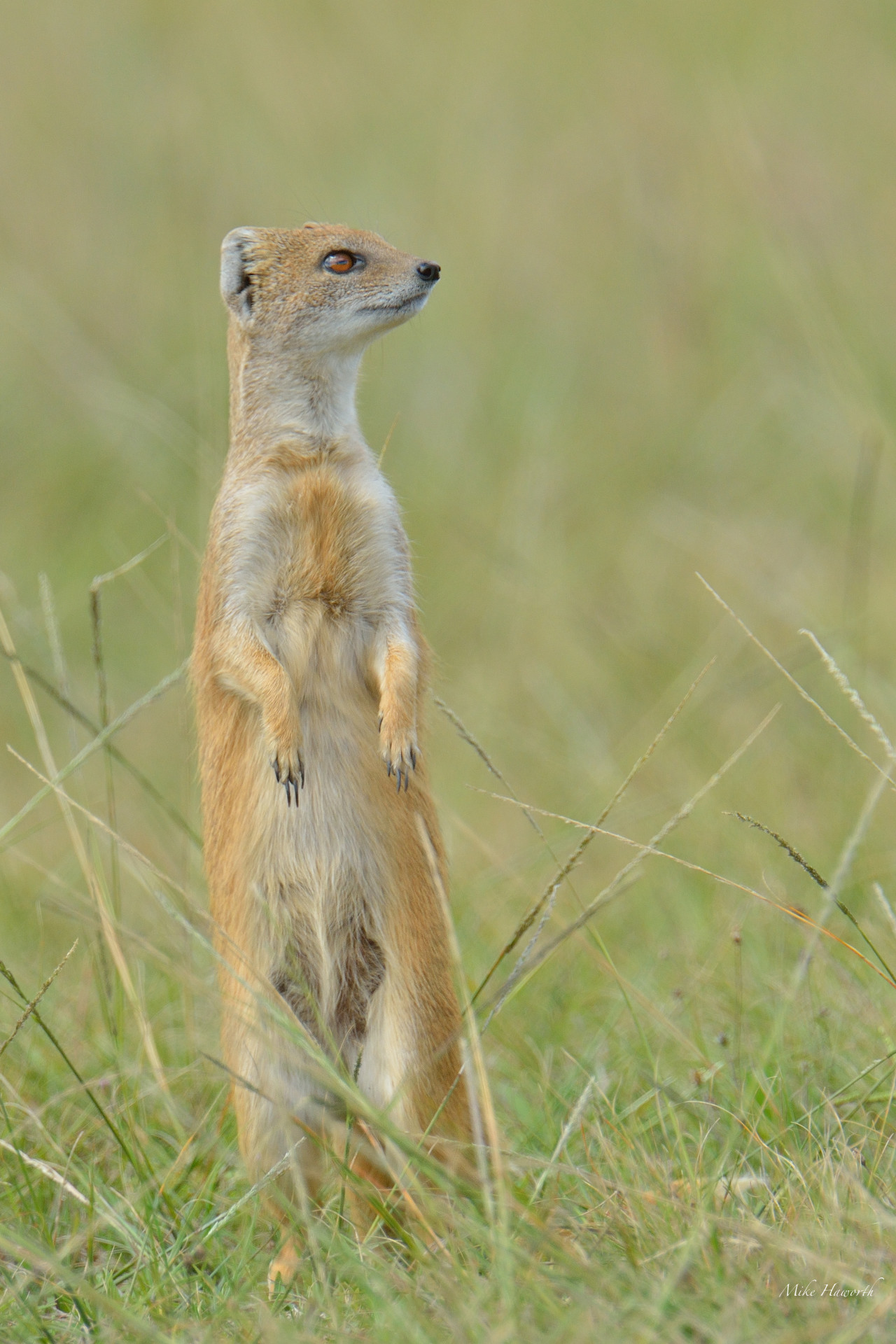 Mongooses | Howie's Wildlife Images