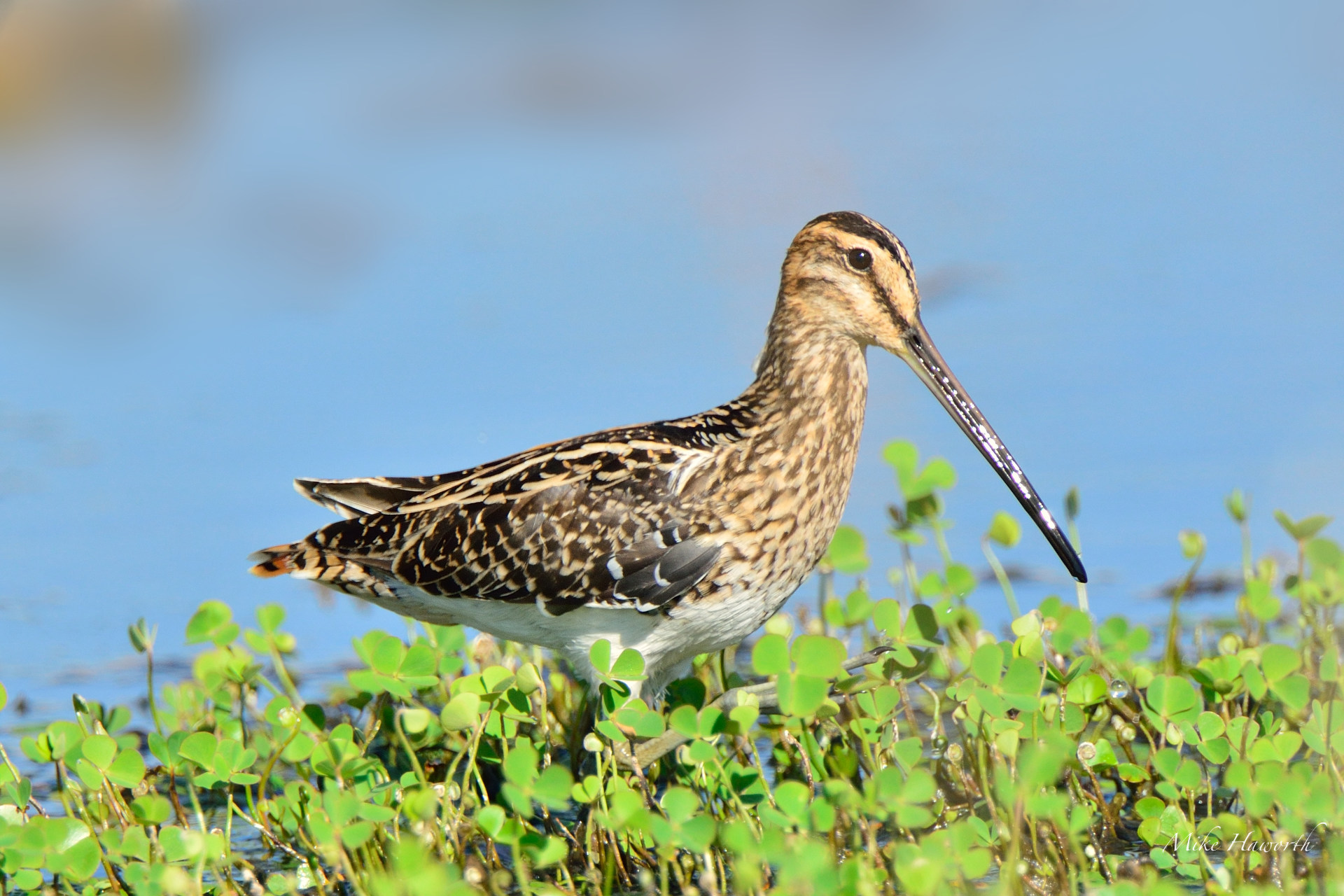 Snipe | Howie's Wildlife Images