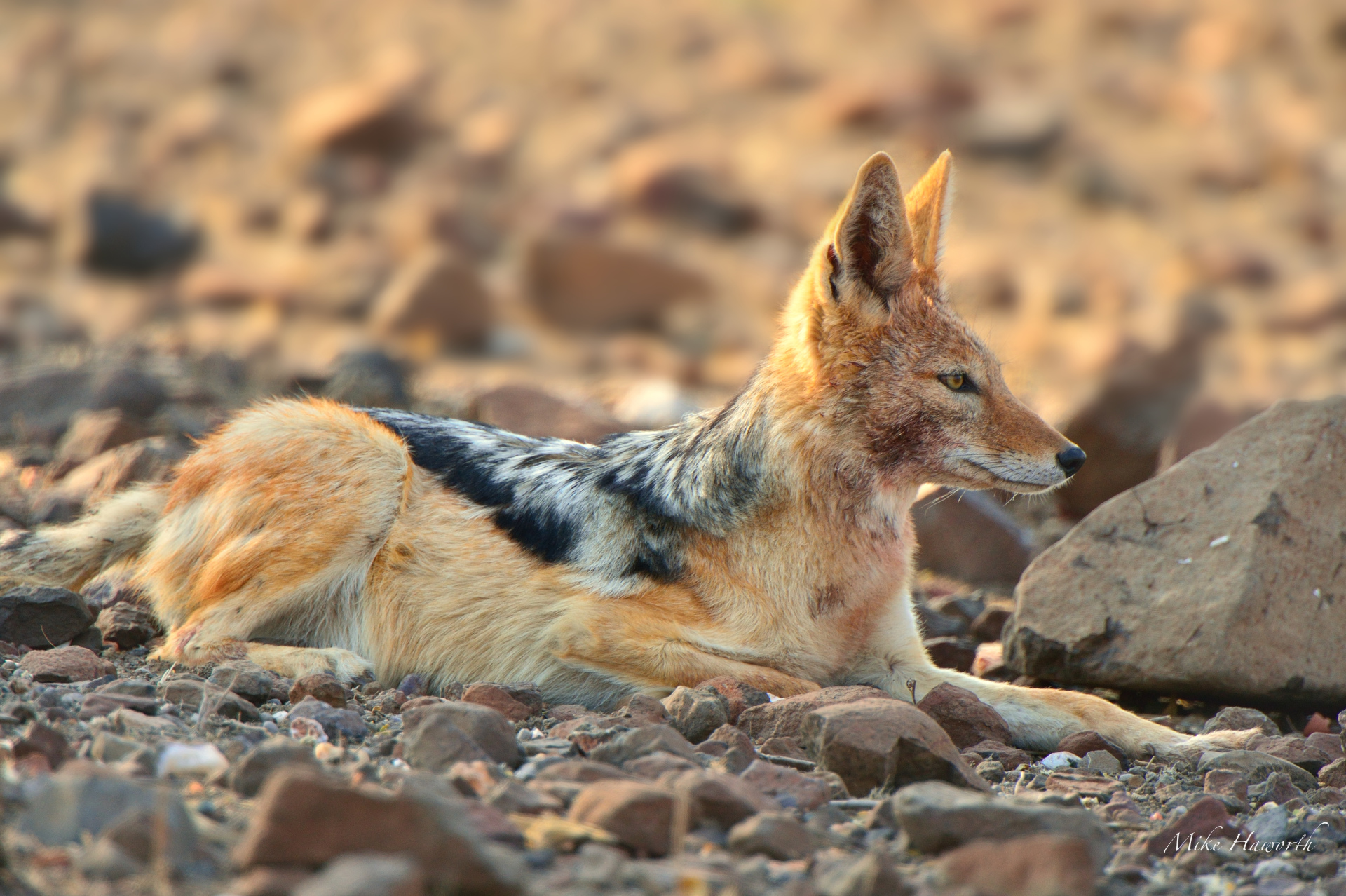 Jackal | Howie's Wildlife Images