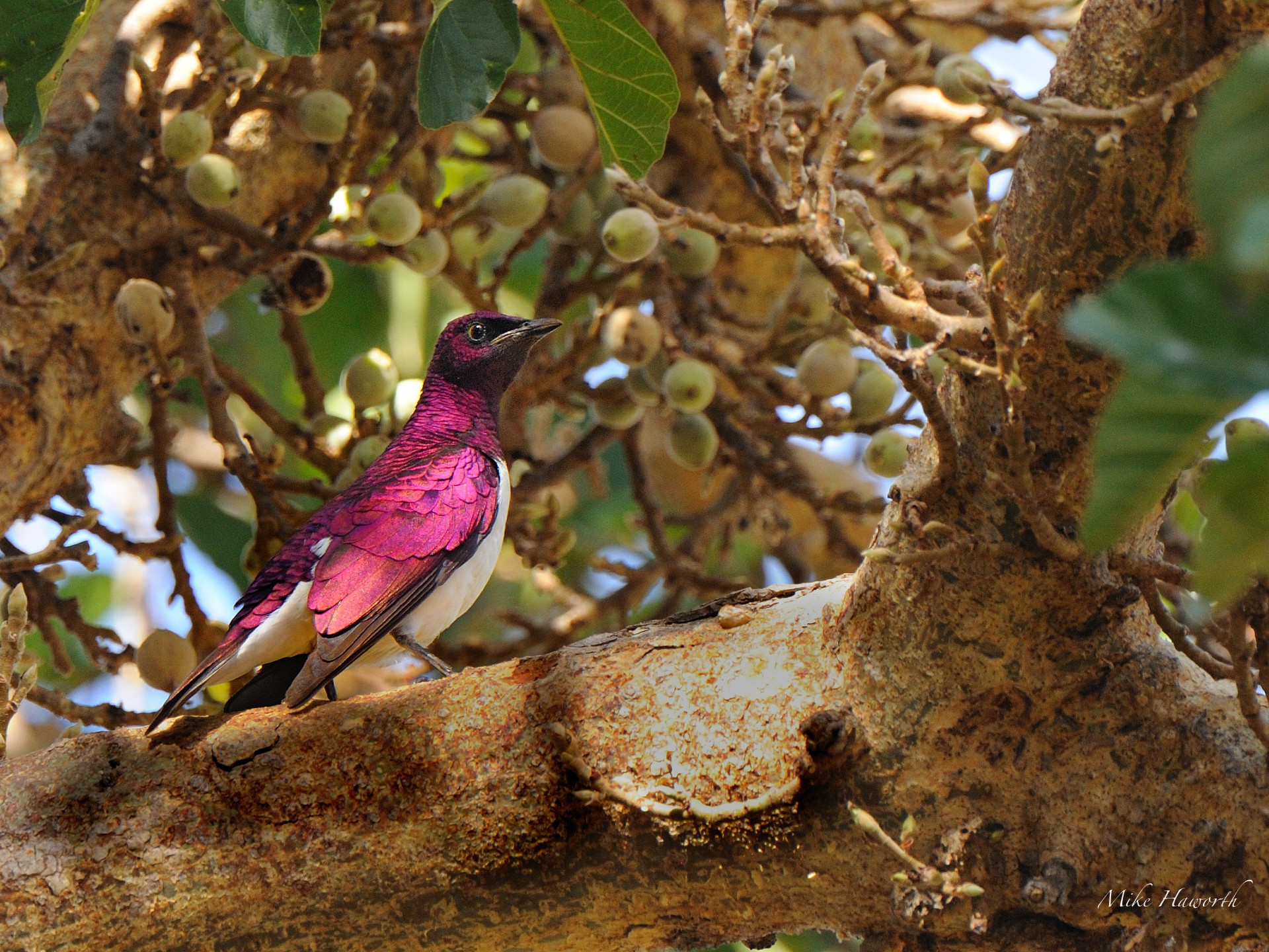 Cuckoos and Starlings | Howie's Wildlife Images