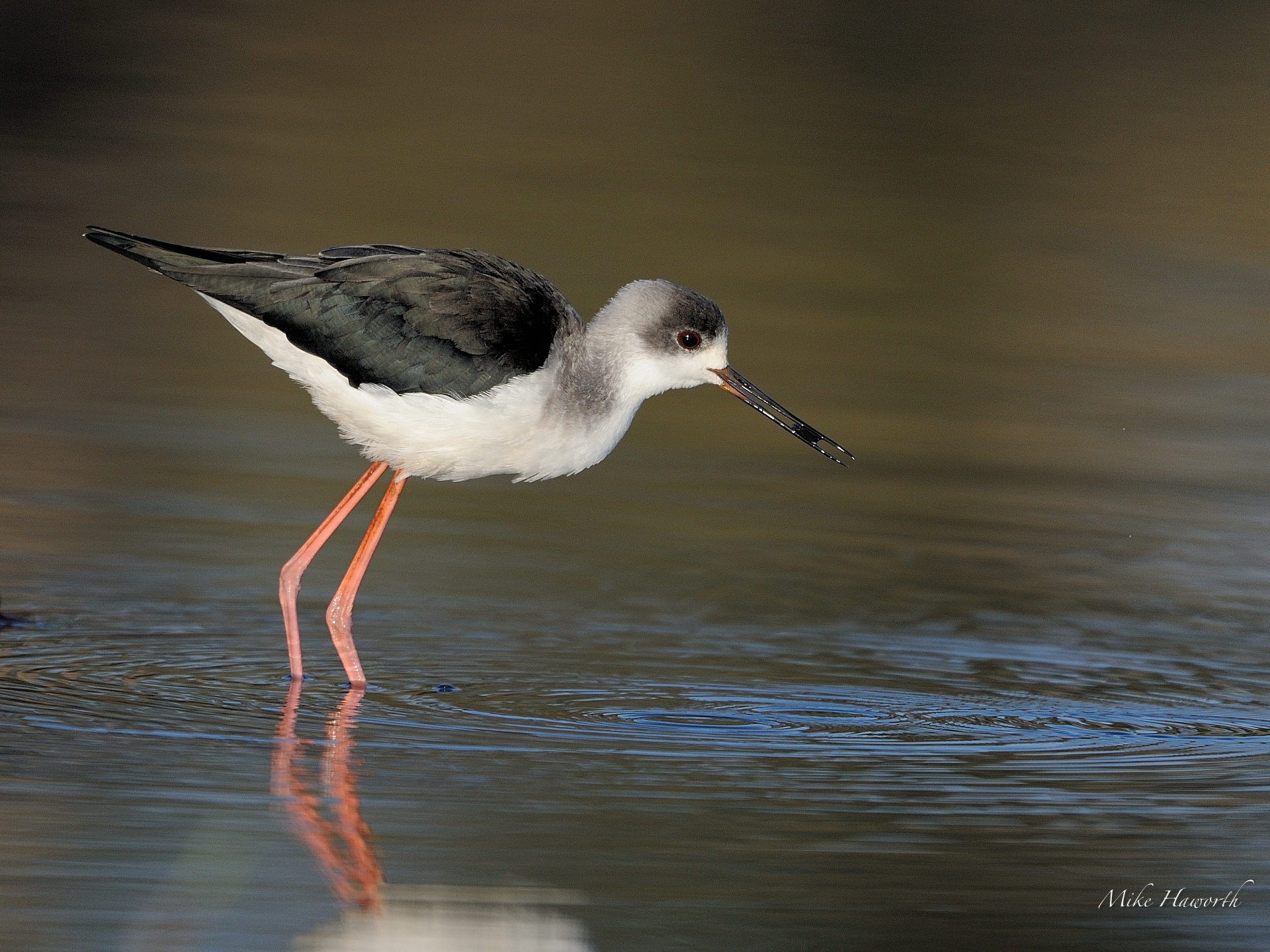 Stilts and Snipe – waders not props!! | Howie's Wildlife Images