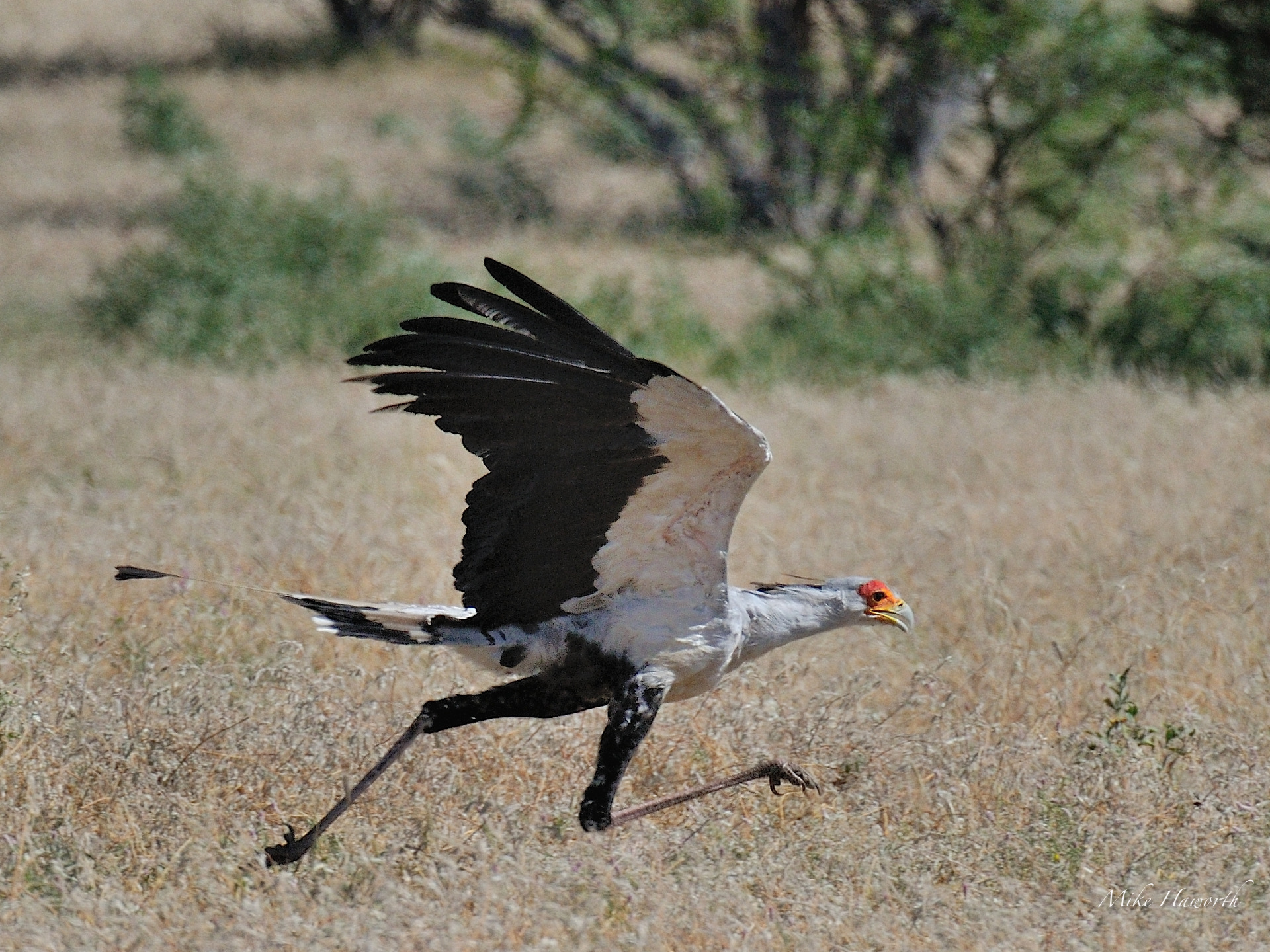 Secretary Birds | Howie's Wildlife Images