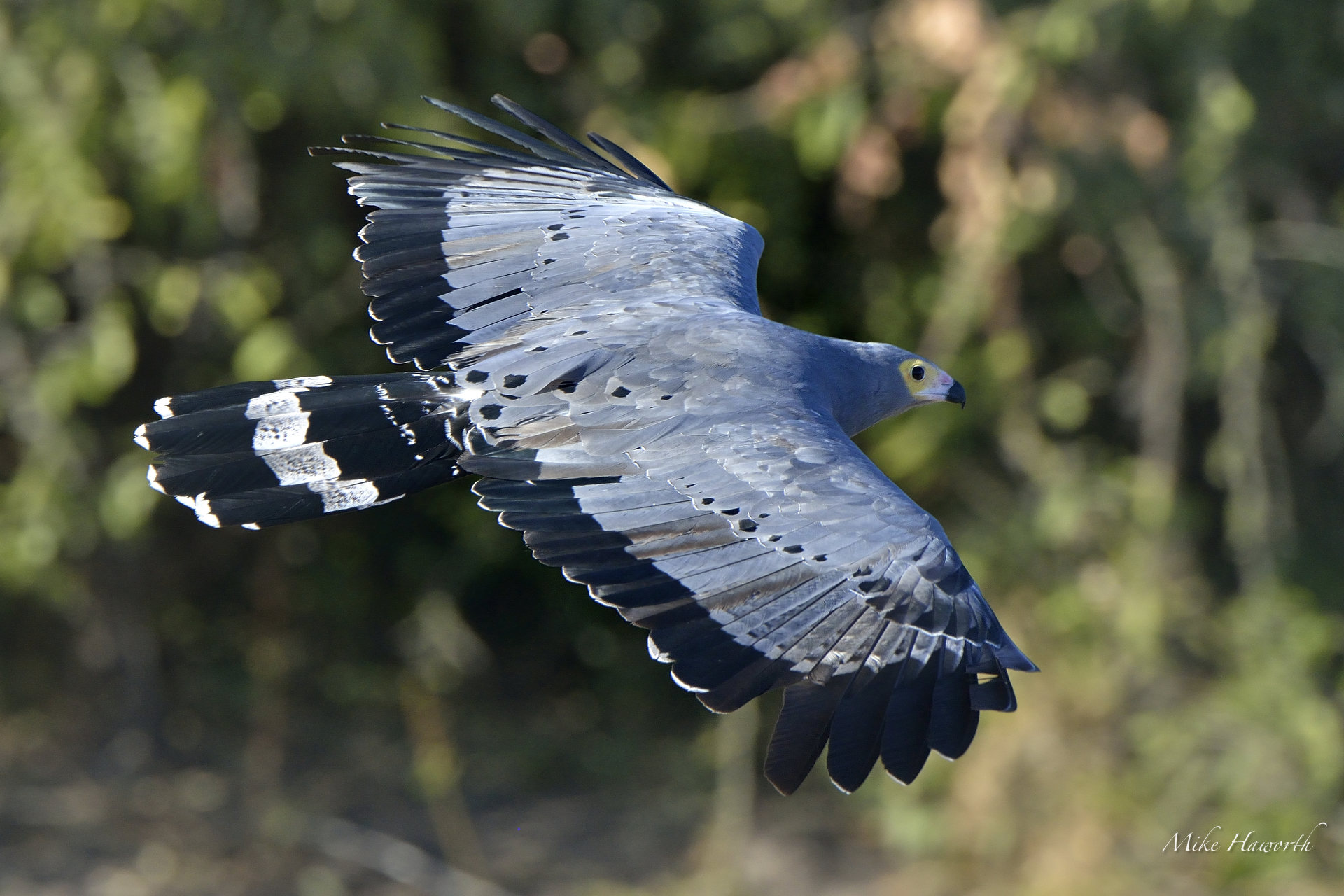 Harrier-Hawks | Howie's Wildlife Images